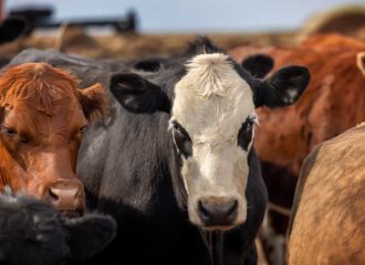 Home - Deer Trail Colorado Meat Co.